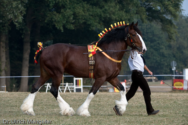 Trio-Classico klassisch -iberische Reitkunst