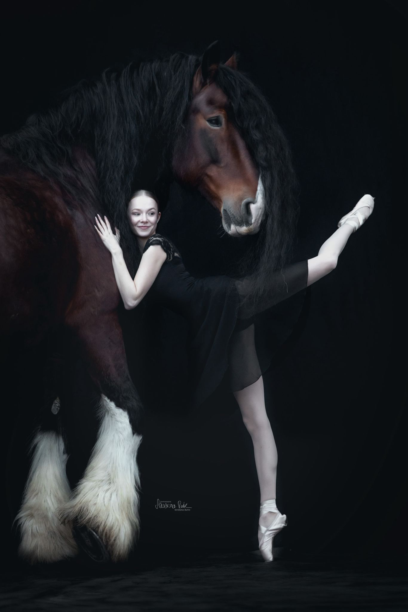 - Shire Horse Deckhengst Cumeragh House Masterpiece