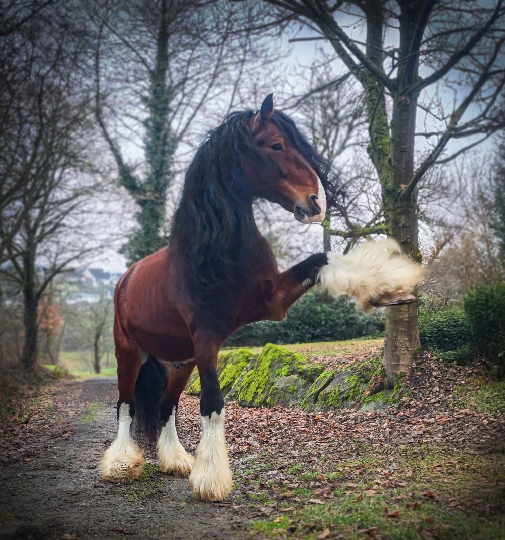 - Shire Horse Deckhengst Cumeragh House Masterpiece